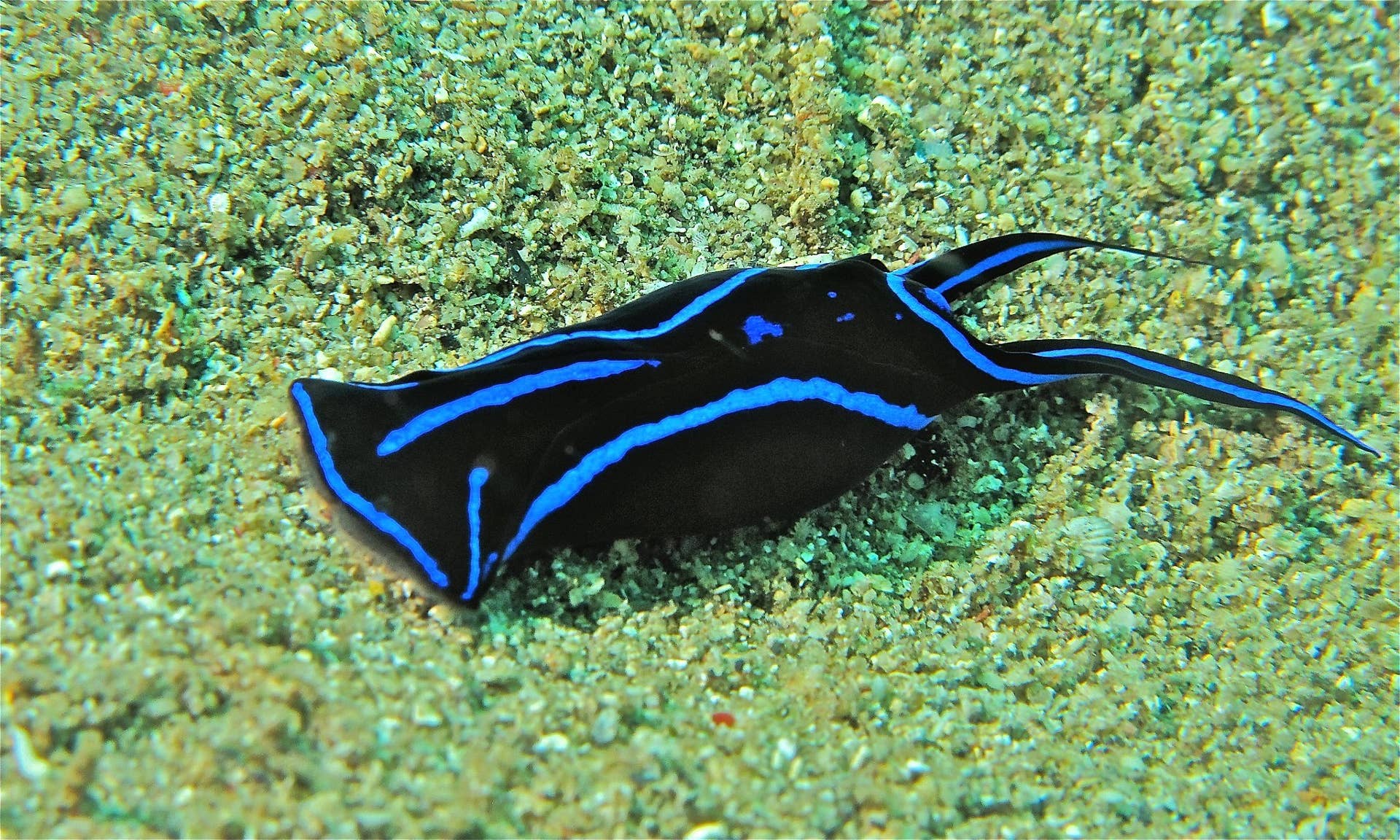 Beautiful Sea Slugs