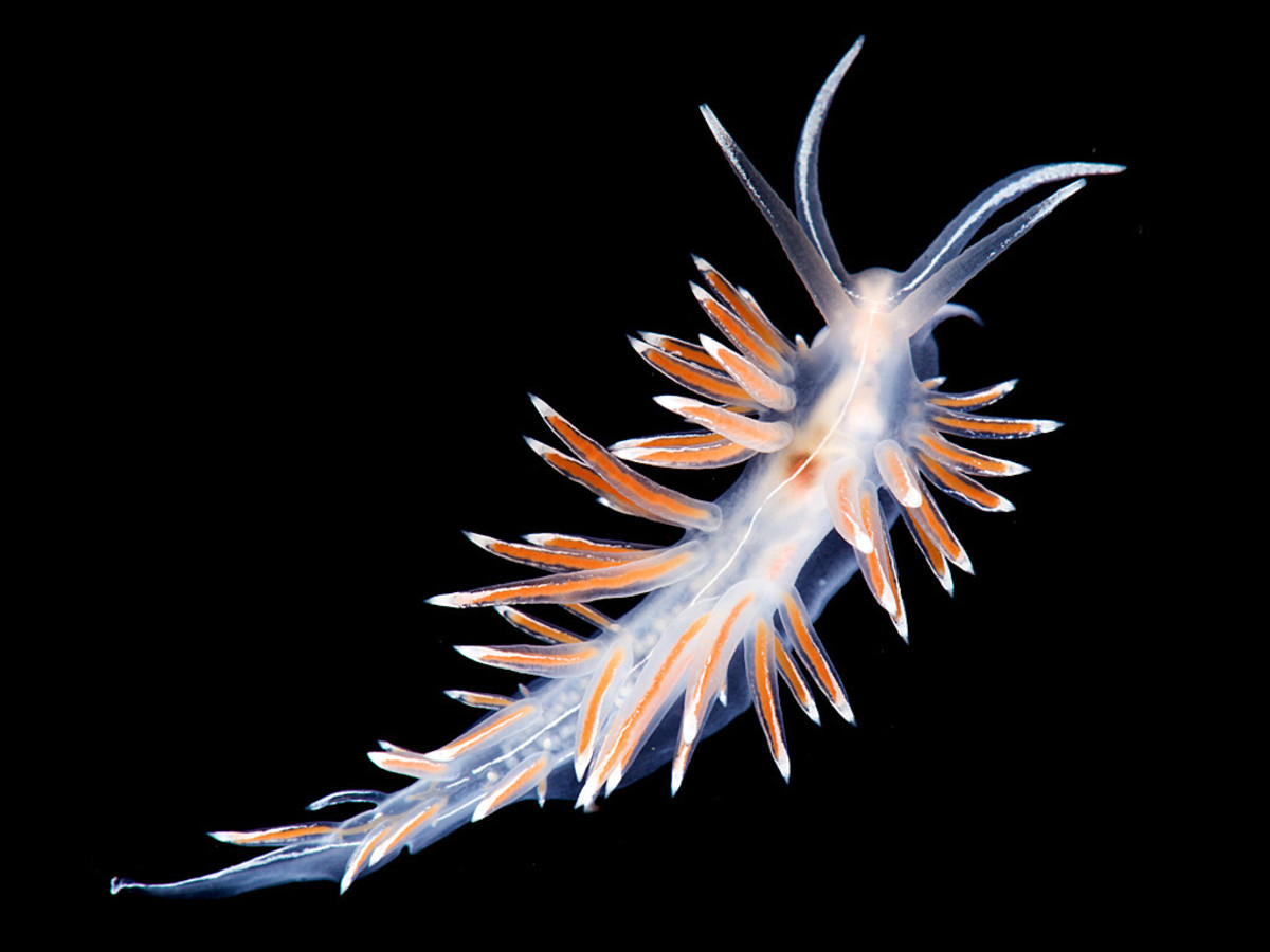 Beautiful Sea Slugs