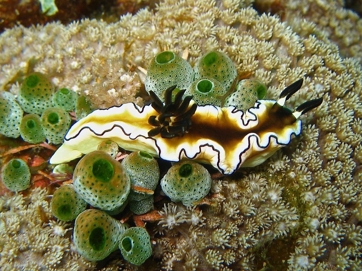 Beautiful Sea Slugs