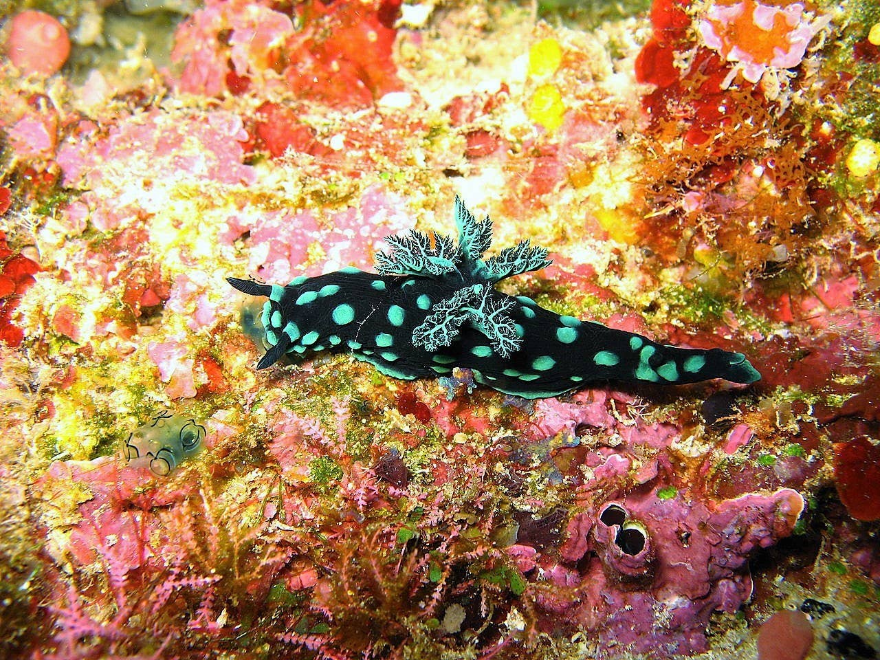 Sea Slug Facts: 12 Beautiful Species - Owlcation