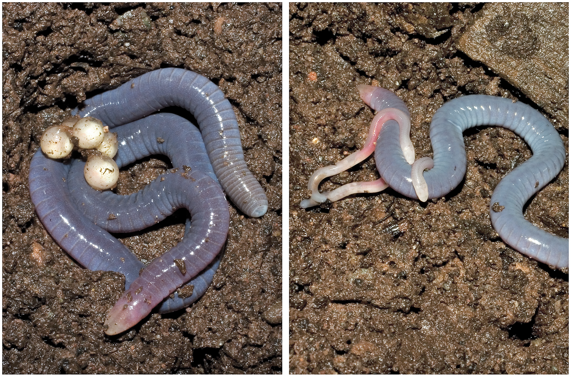 Caecilians: Strange Amphibians That Look Like Earthworms - Owlcation