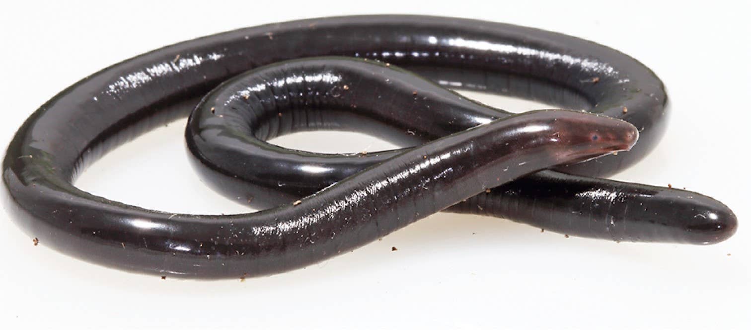 Caecilians: Strange Amphibians That Look Like Earthworms - Owlcation