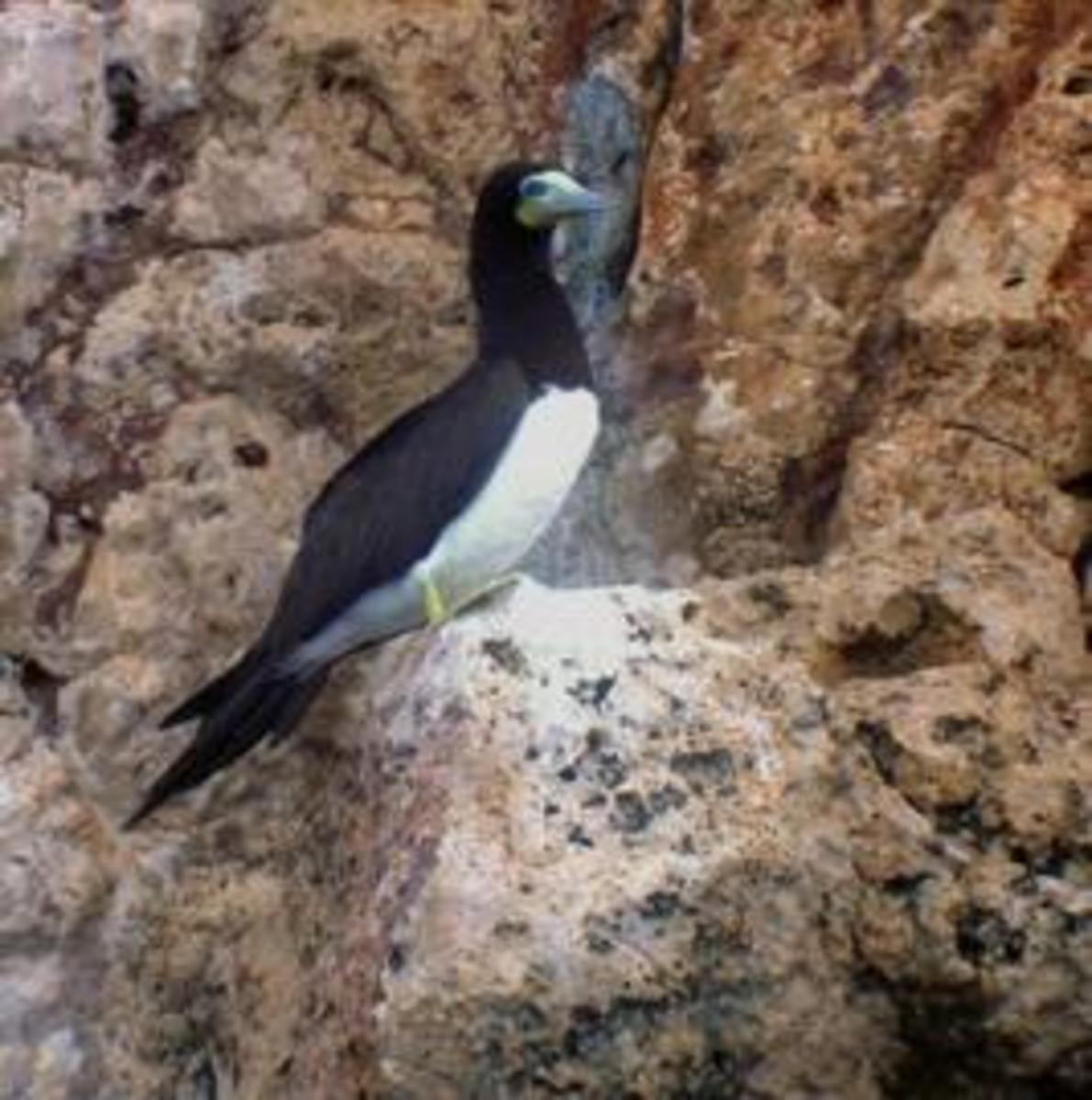 The Guano Islands Act of 1856: Congress' Bird Poop Law - Owlcation