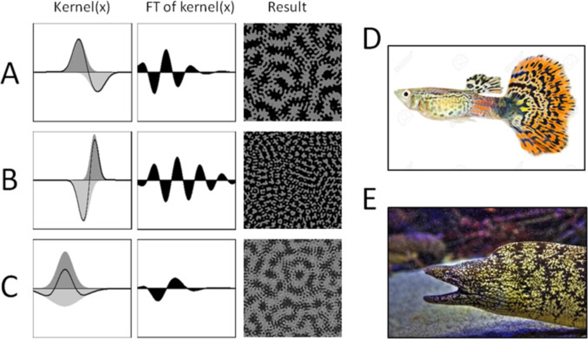 5 Mathematical Patterns in Nature: Fibonacci, Fractals and More - Owlcation