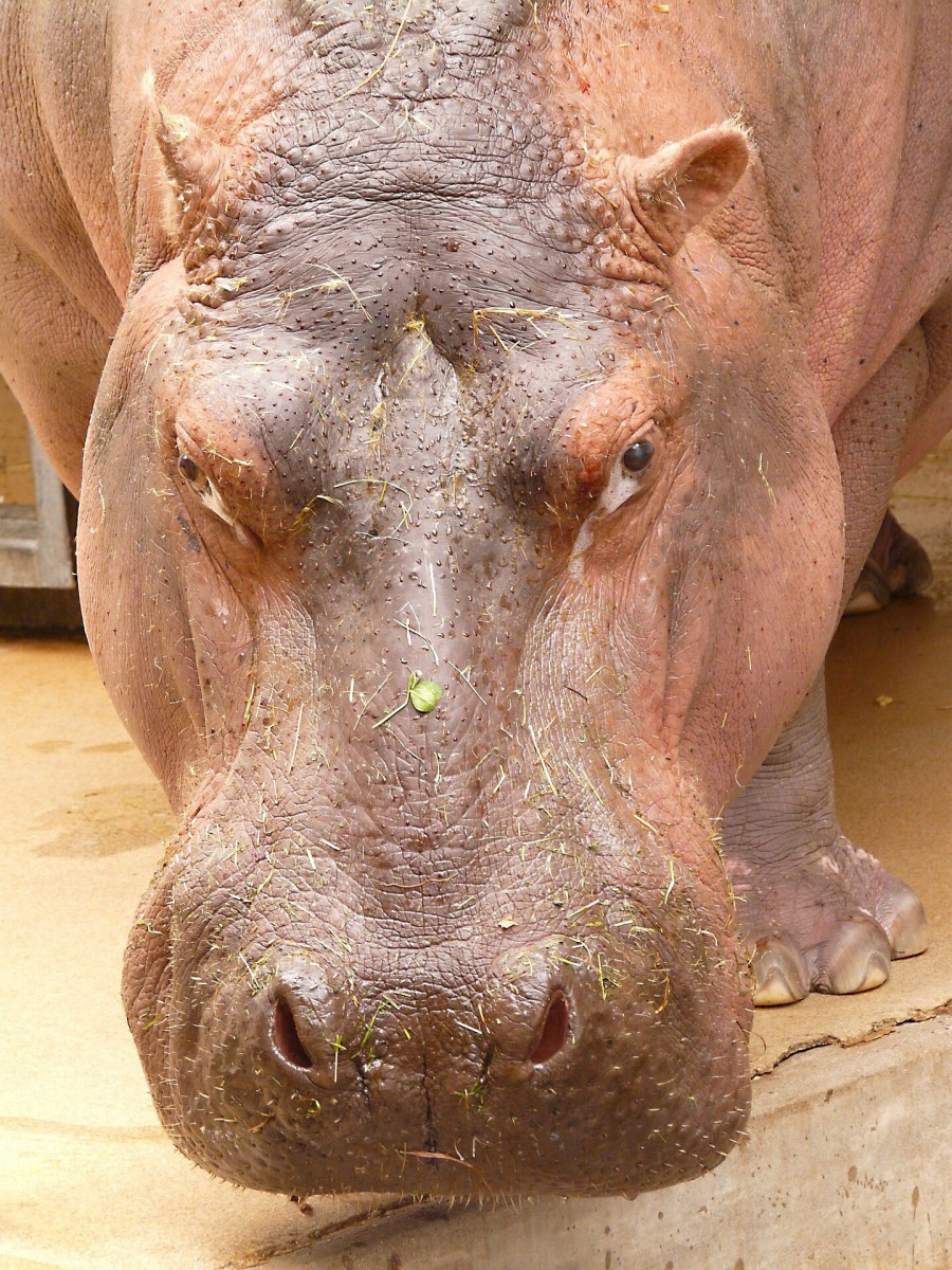 Hippopotamus Facts, Hippo Sweat, and a Natural Sunscreen - Owlcation