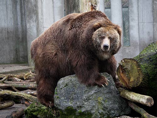 The Kodiak Bear The Largest Bear In The World Owlcation