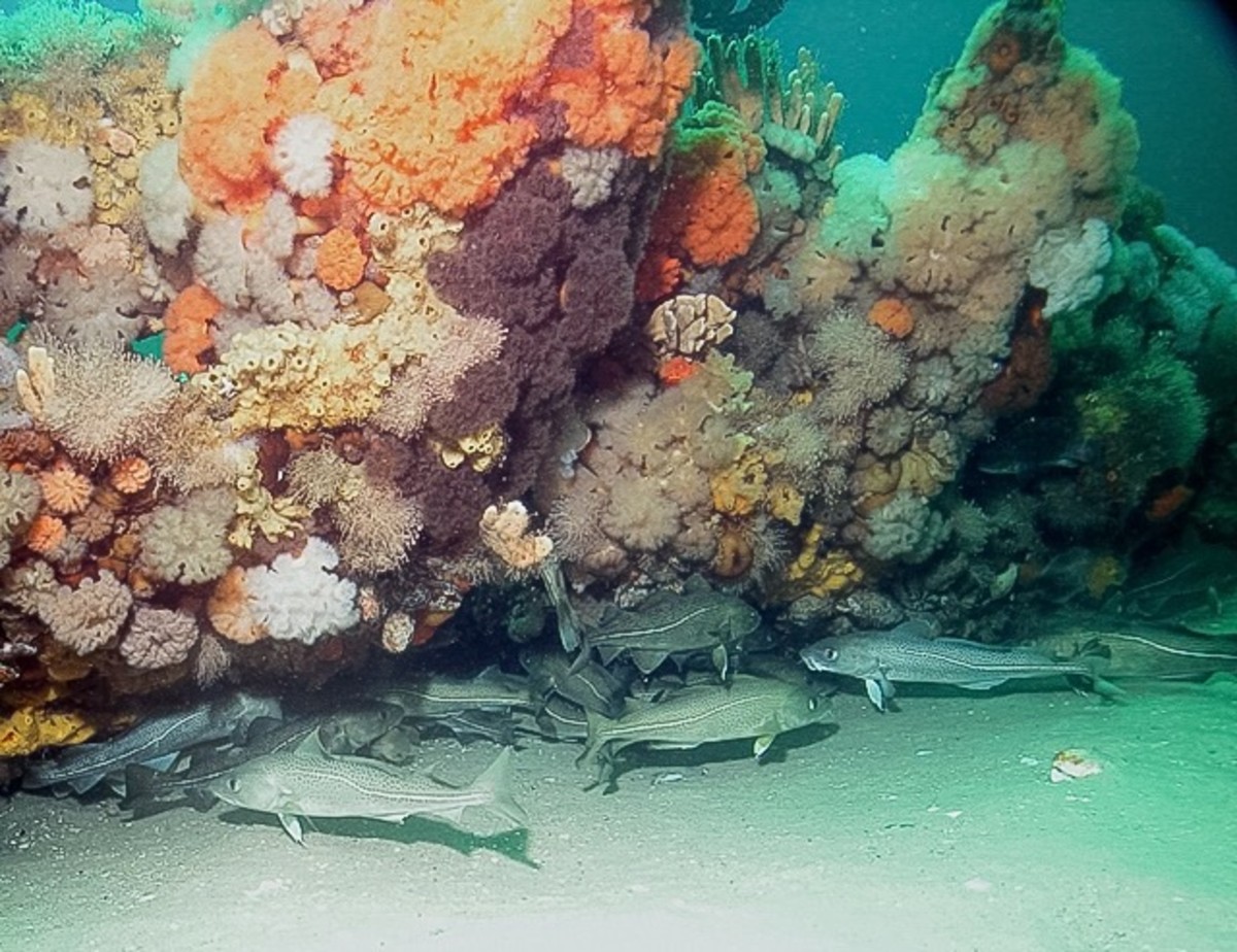 Atlantic Cod and Pacific Hake Facts, Lives, and Concerns - Owlcation