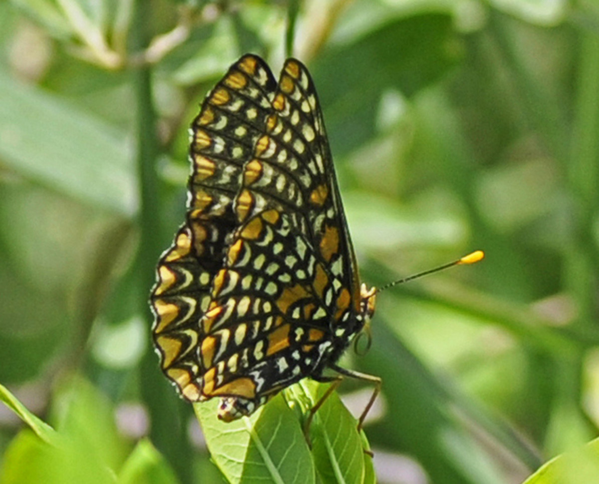 Top 10 Beautiful Butterflies of the Usa - Owlcation