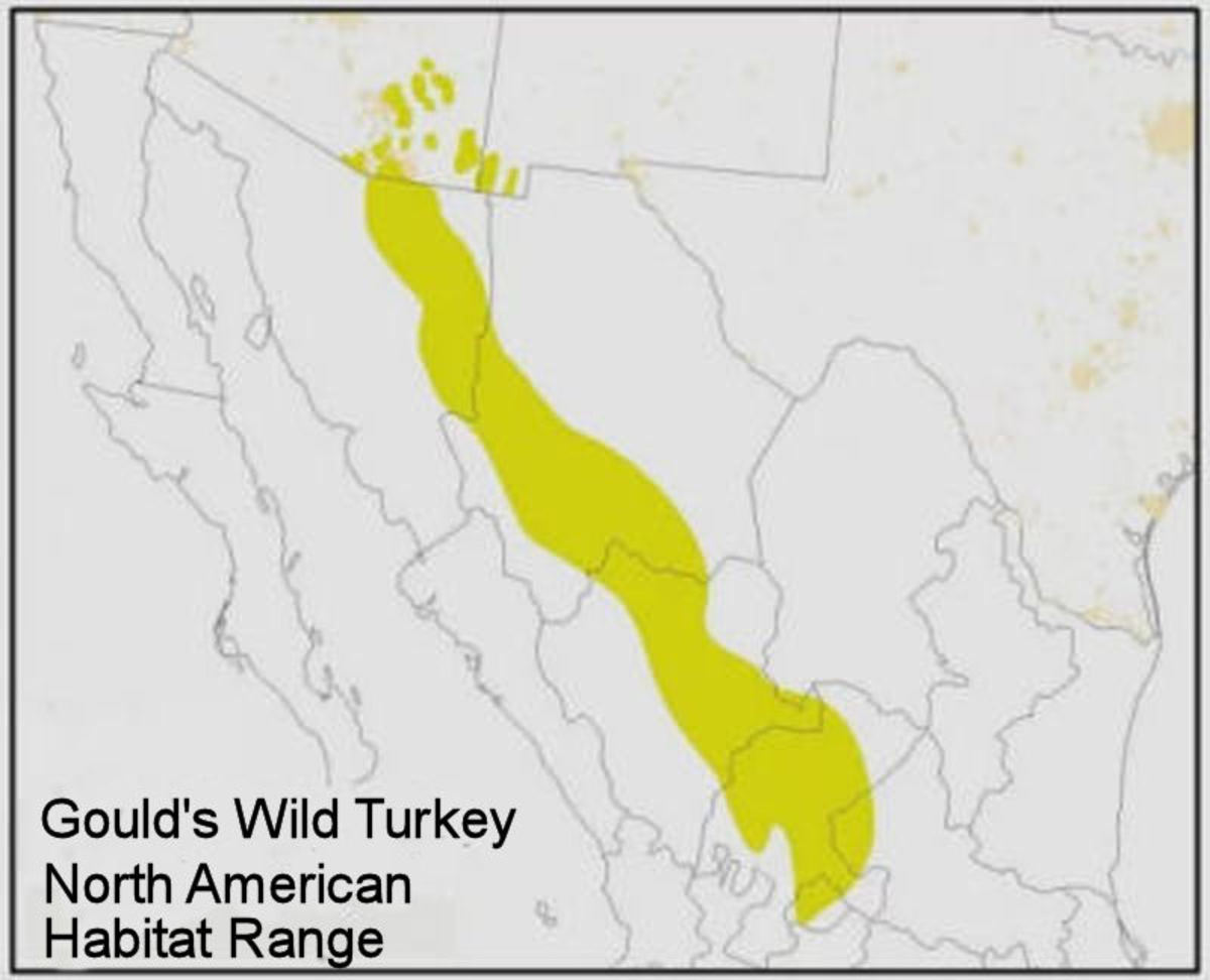 The 5 Wild Turkey Subspecies in North America (With Photos) - Owlcation