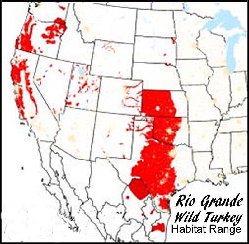 The 5 Wild Turkey Subspecies in North America (With Photos) - Owlcation