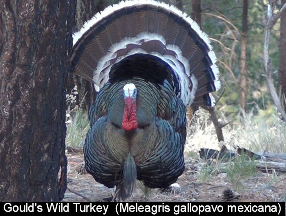 The 5 Wild Turkey Subspecies in North America (With Photos) - Owlcation