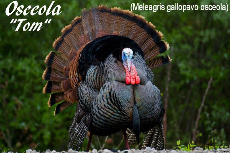 The 5 Wild Turkey Subspecies in North America (With Photos) - Owlcation