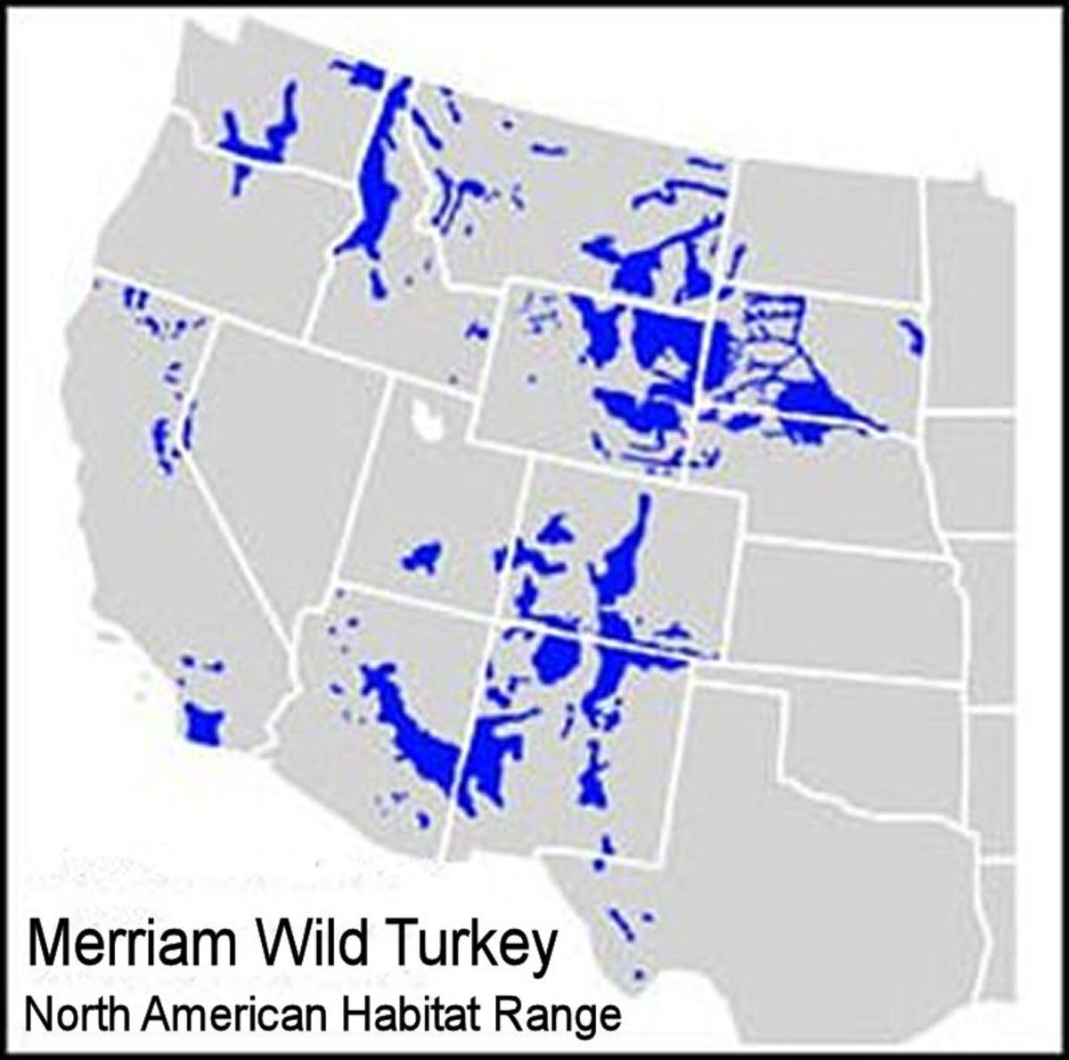 The 5 Wild Turkey Subspecies in North America (With Photos) - Owlcation