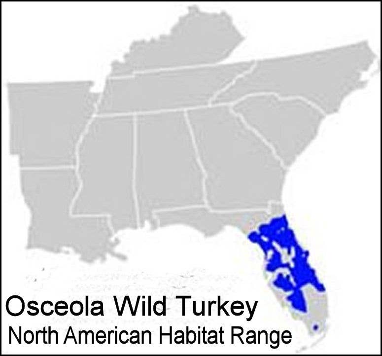 The 5 Wild Turkey Subspecies in North America (With Photos) - Owlcation