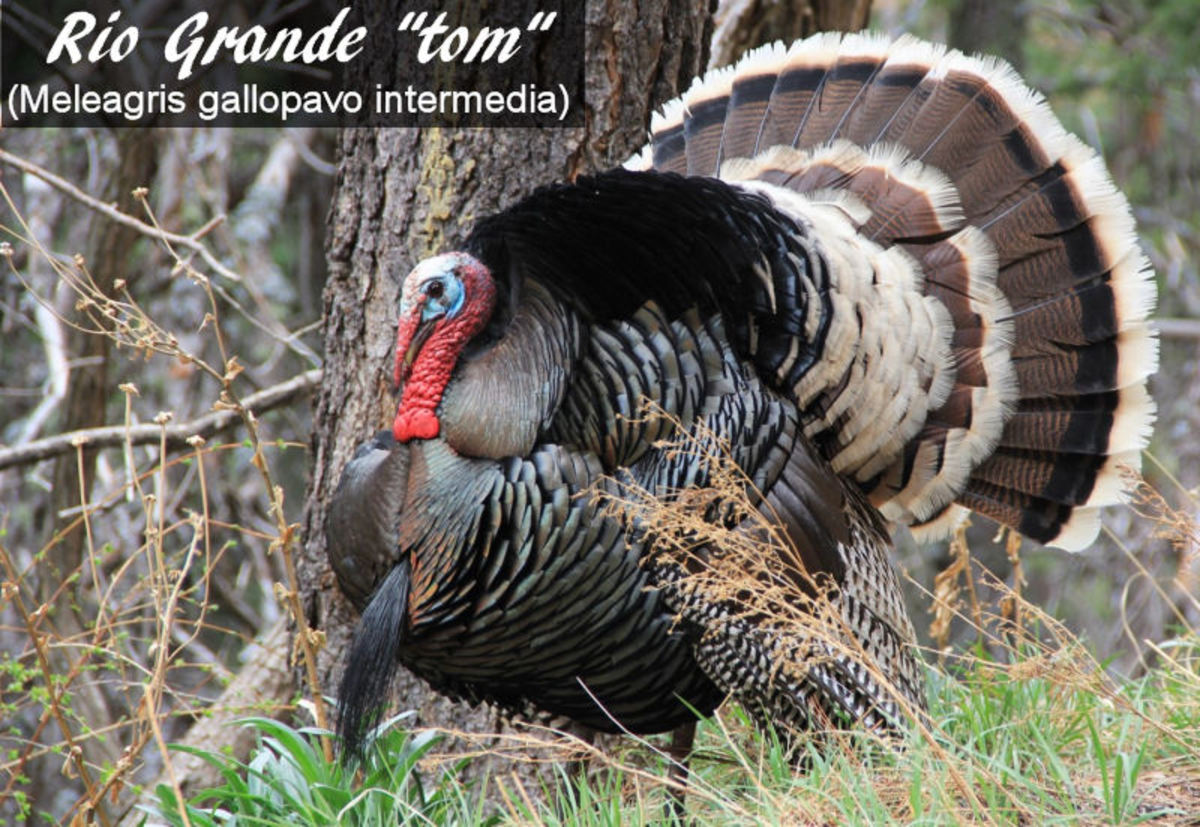 The 5 Wild Turkey Subspecies in North America (With Photos) - Owlcation