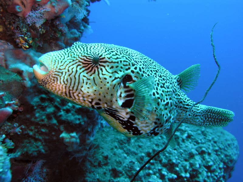 The Top 10 Spectacular Blue Coloured Fish - Owlcation