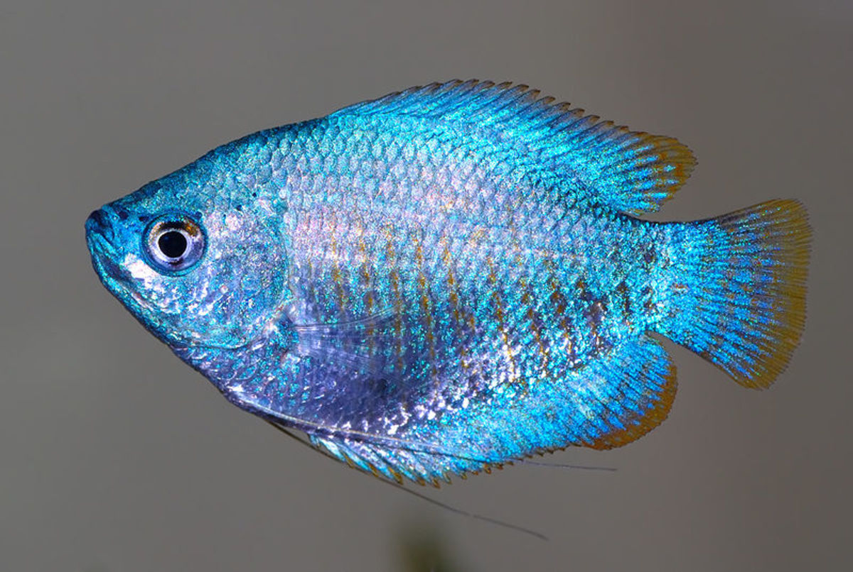 The Top 10 Spectacular Blue Coloured Fish - Owlcation