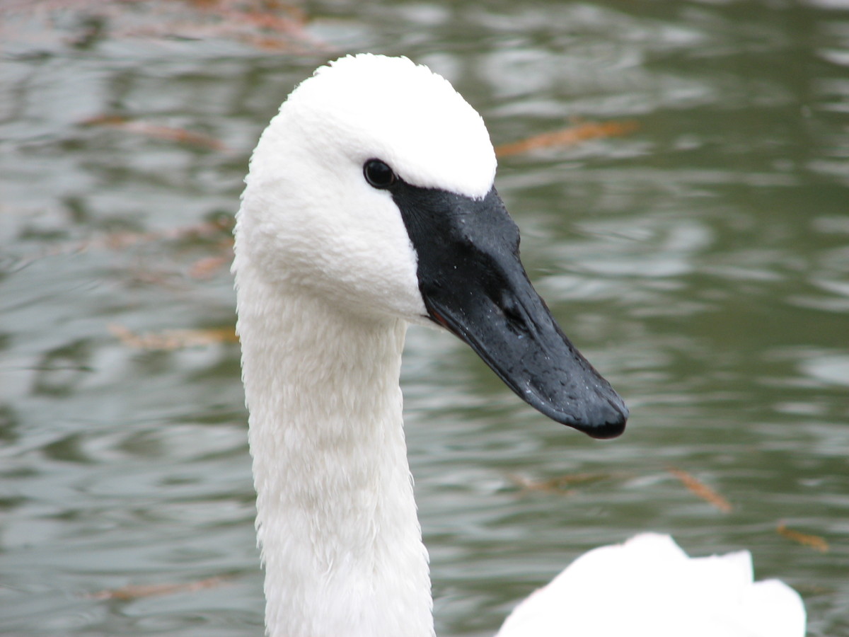 Saving the Trumpeter Swans at Lonesome Lake - Owlcation