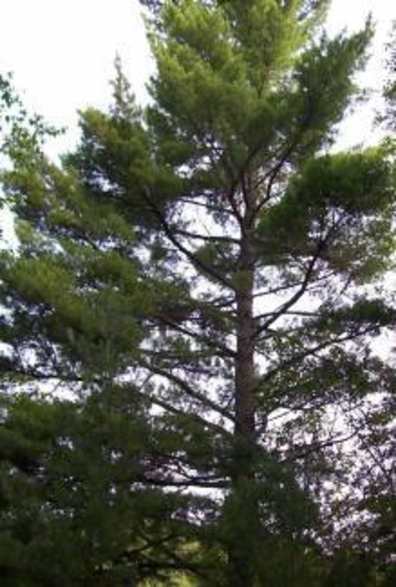 Pine Trees: Meanings and Culture of the Great Evergreen - Owlcation