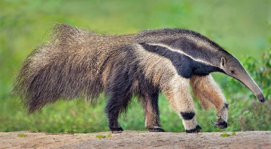 The Top 25 Ugliest Animals on Earth - Owlcation