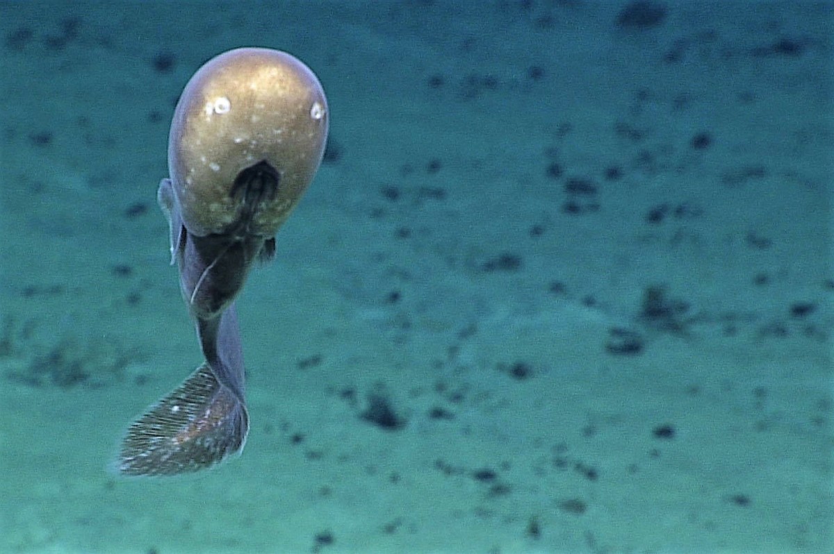 Interesting Facts About Cusk Eels and Their Close Relatives - Owlcation