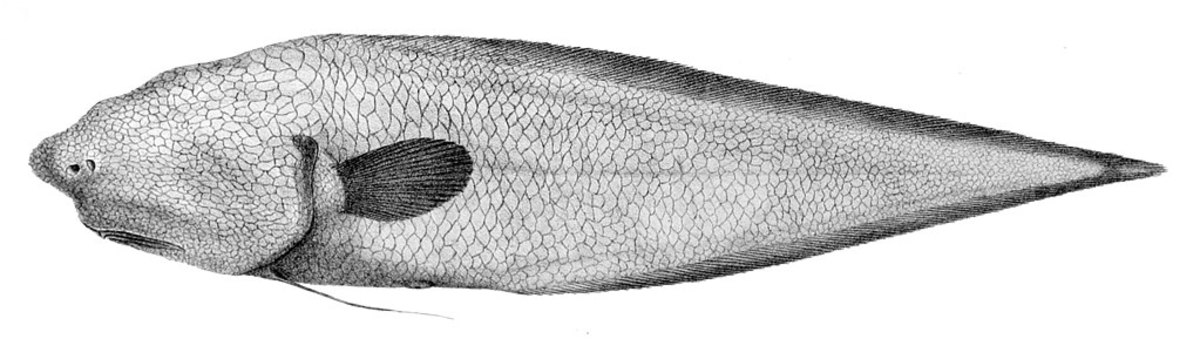 Interesting Facts About Cusk Eels and Their Close Relatives - Owlcation