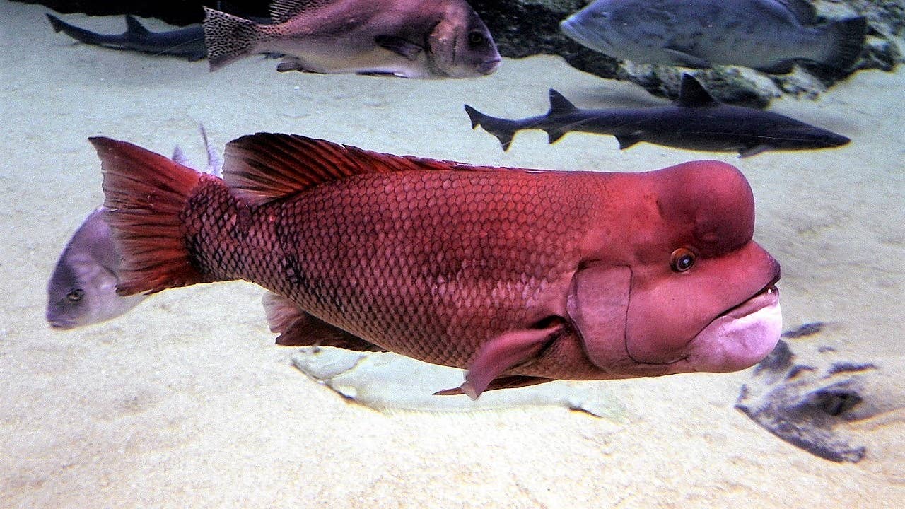 Sheephead