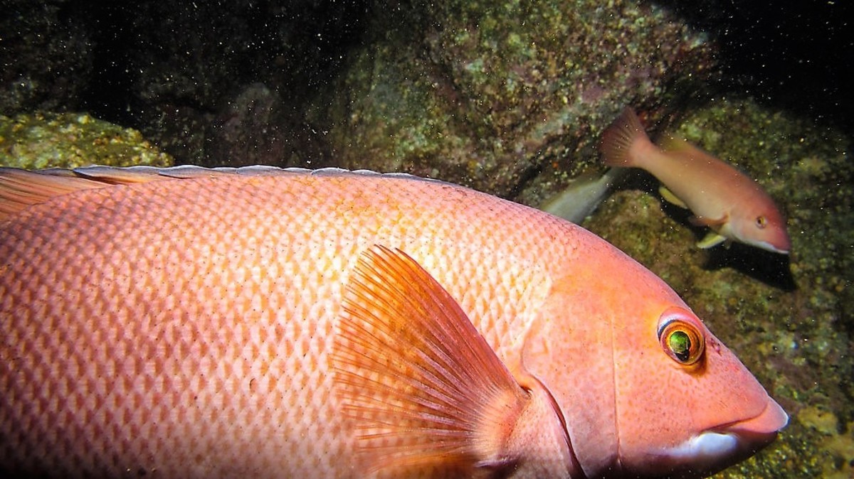 Kobudai and California Sheephead Fish: Facts and Gender Change - Owlcation