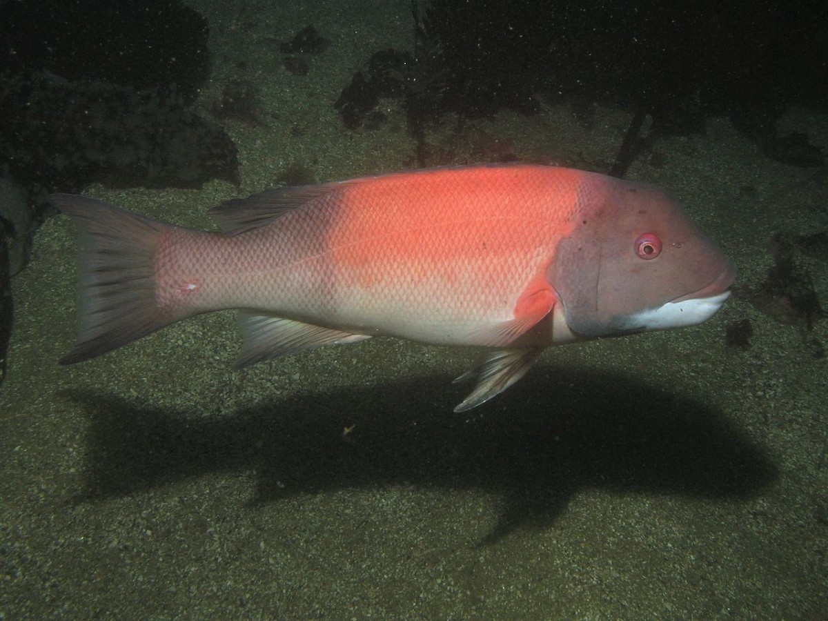 Kobudai and California Sheephead Fish: Facts and Gender Change - Owlcation