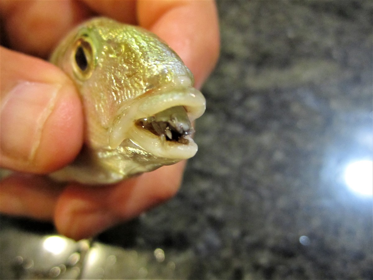 The Tongue-Eating Louse: Isopod Features and Taxonomy Facts - Owlcation