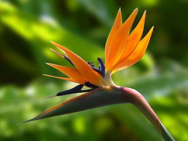 10 Most Beautiful Flowers in the World - Owlcation