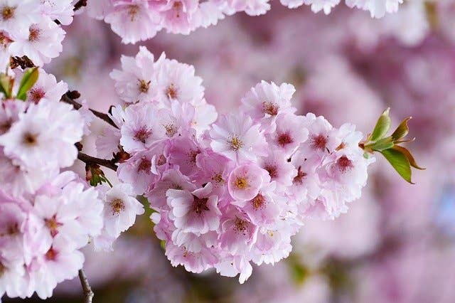 10 Most Beautiful Flowers in the World - Owlcation
