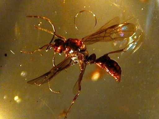Ants: Their History, Life, and Purpose - Owlcation