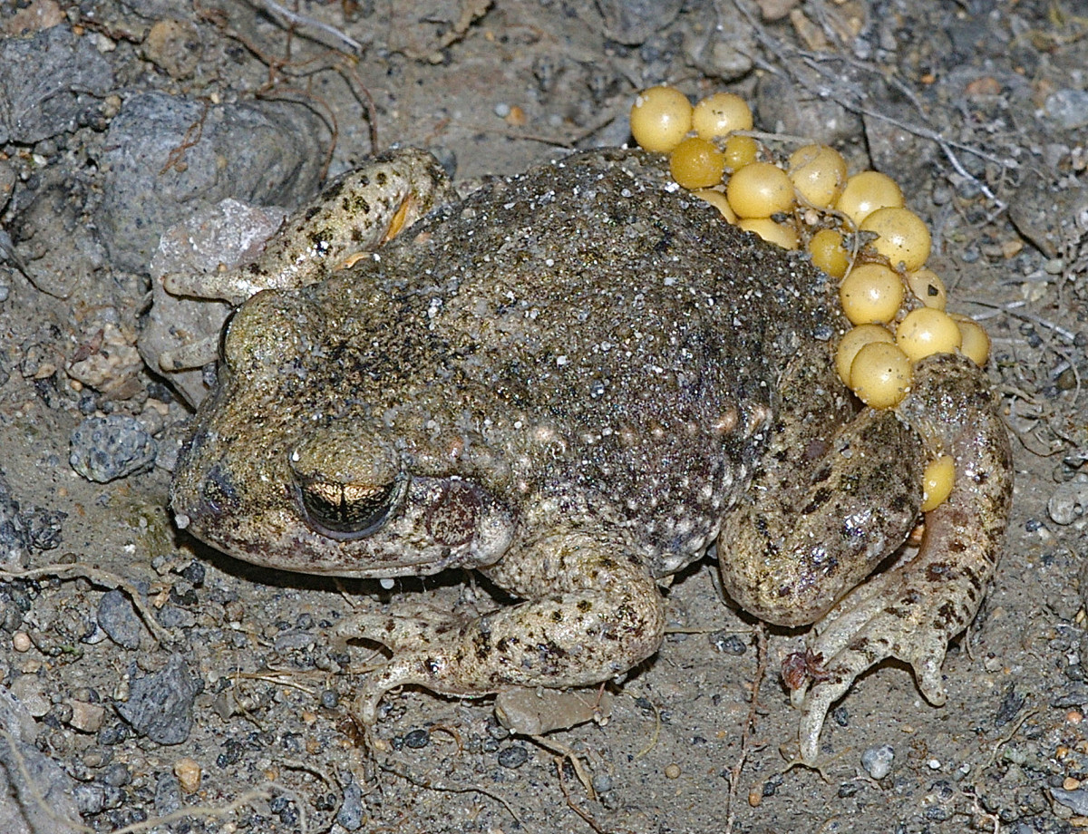 Darwin's Frog and Midwife Toad Facts, Lives, and Reproduction - Owlcation