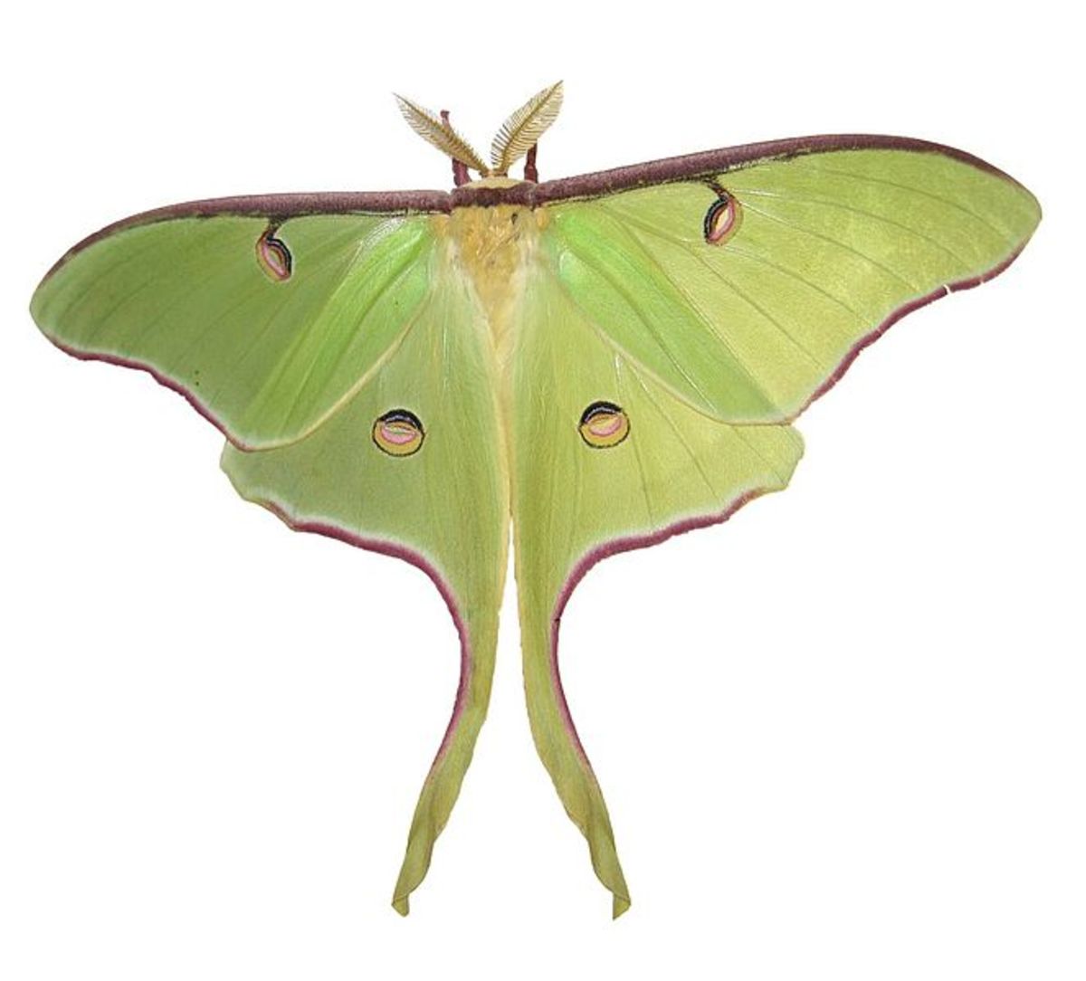 Some Interesting Facts About the Luna Moth in the U.S. - Owlcation