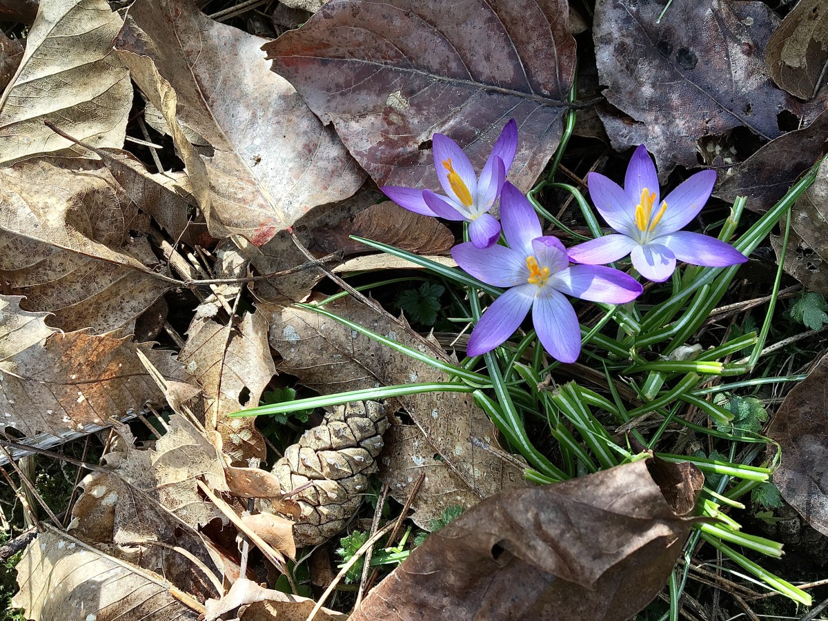 Spring Flowers of the Pacific Northwest: Facts and Photos - Owlcation