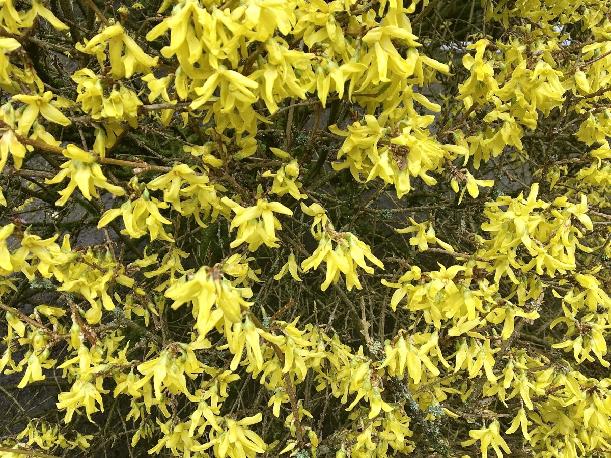 Spring Flowers of the Pacific Northwest: Facts and Photos - Owlcation