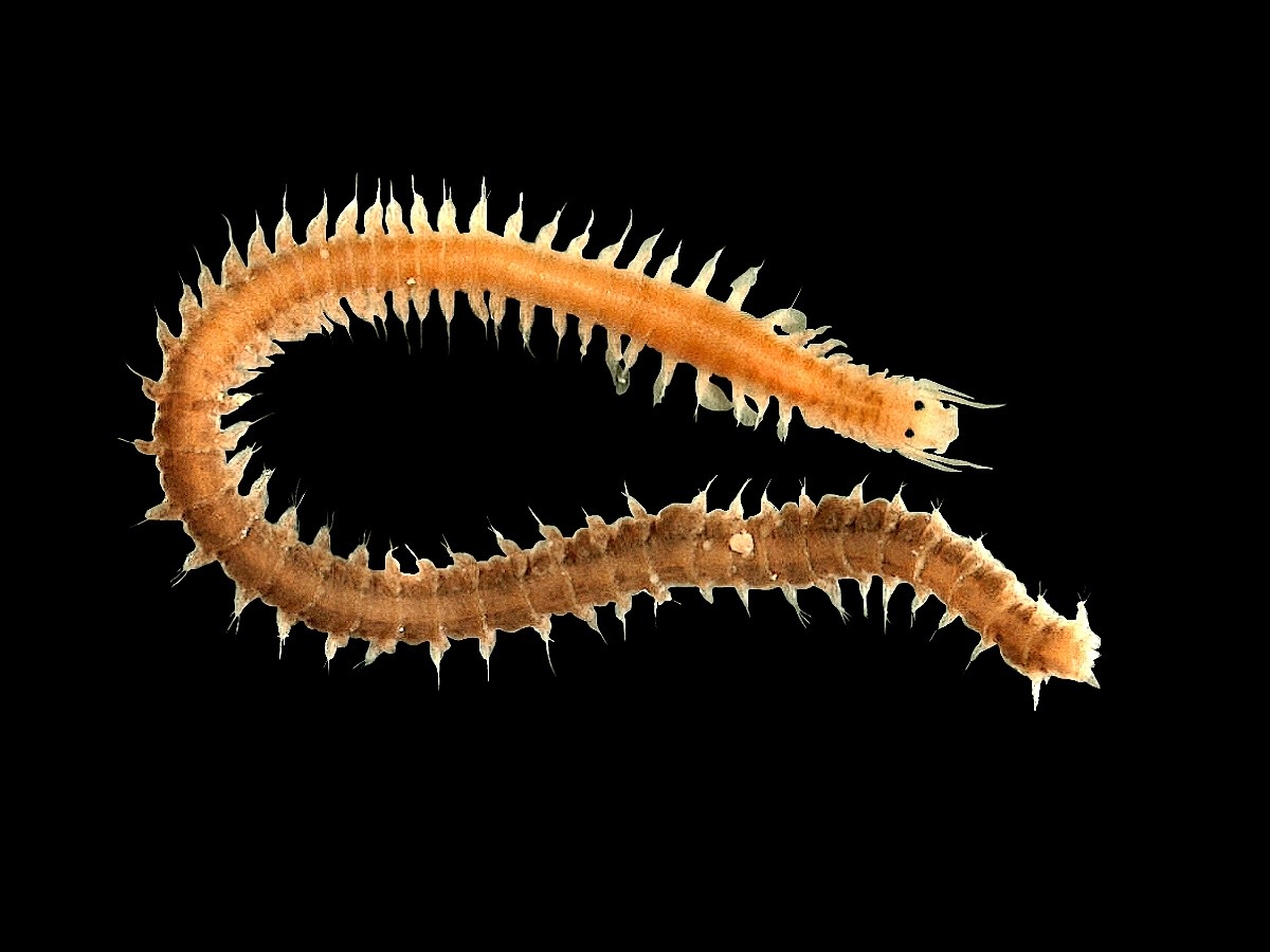 Polychaete Worms: Animals With Straight or Branched Bodies - Owlcation