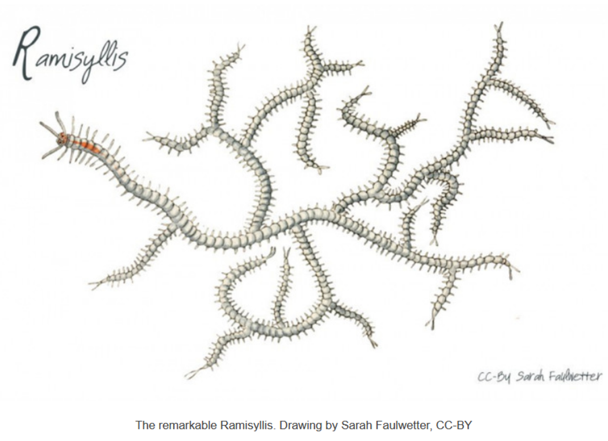 Polychaete Worms: Animals With Straight or Branched Bodies - Owlcation