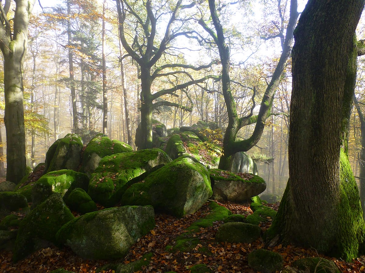 5 Mystical Forests of Europe - Owlcation