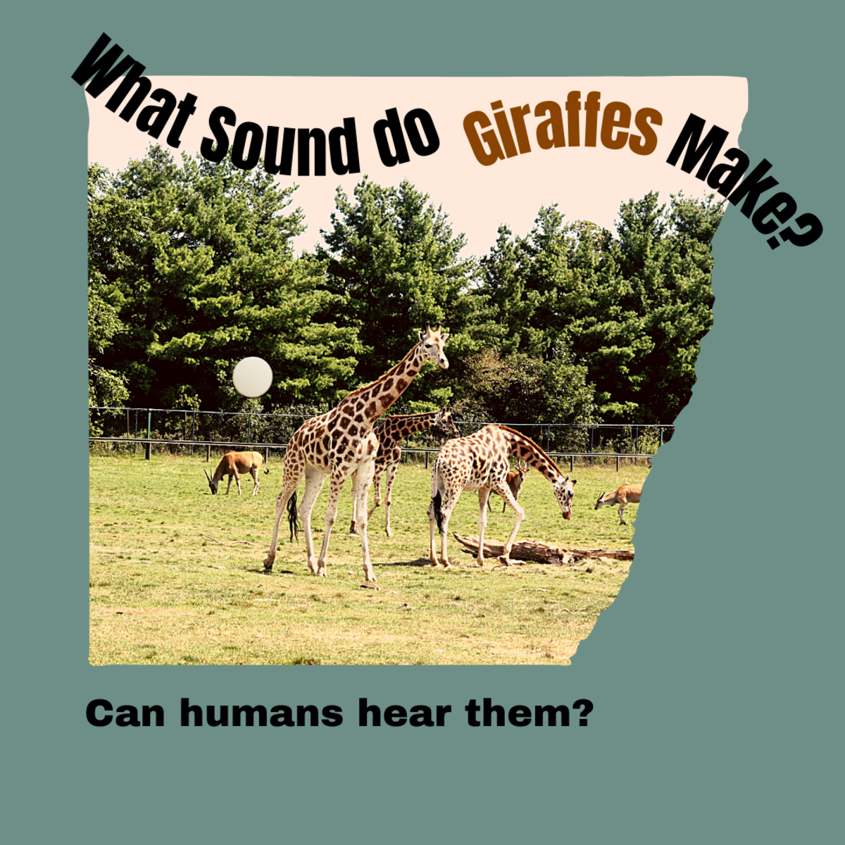 What Sound Does a Giraffe Make? - Owlcation