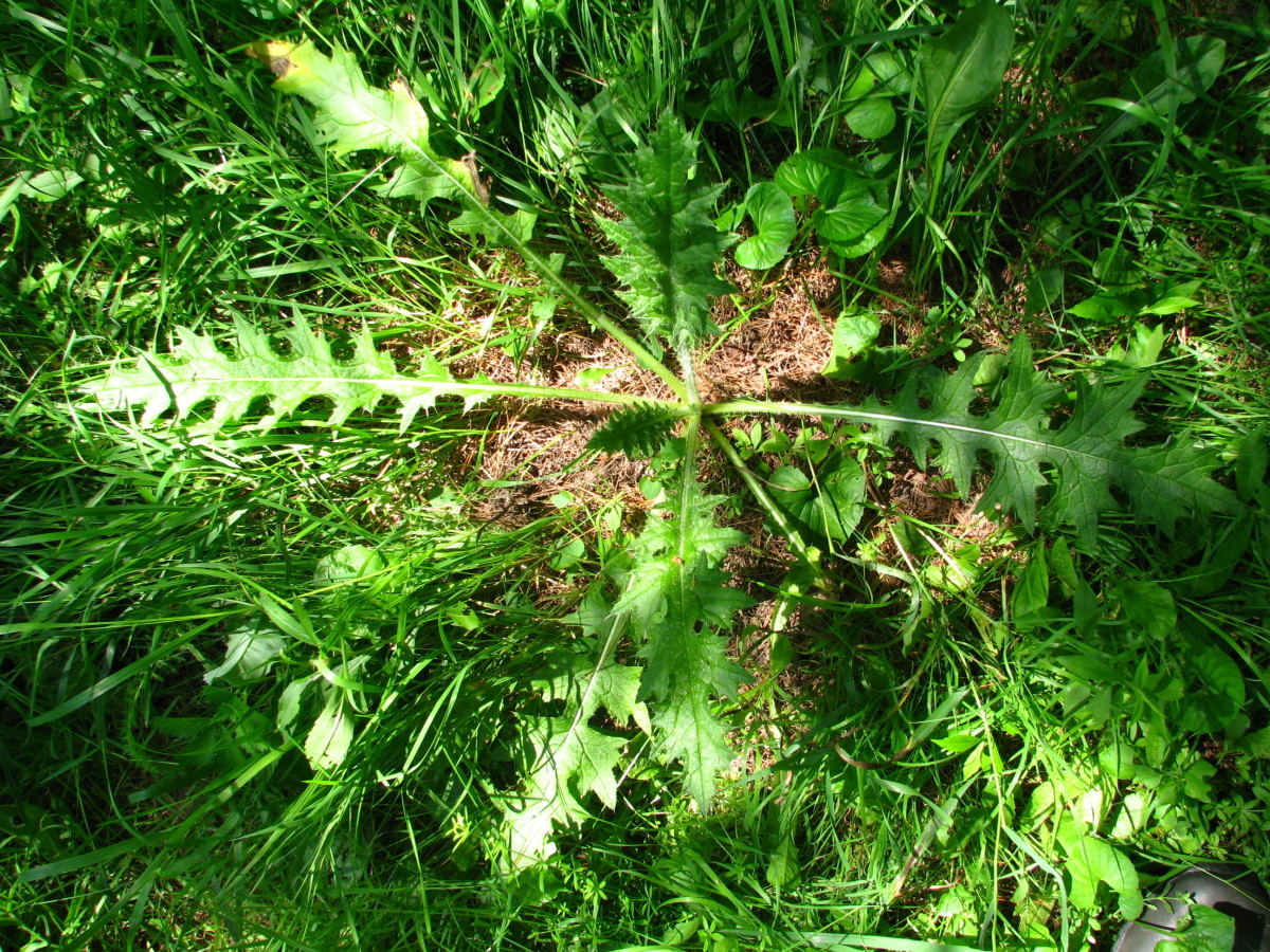 The Bull Thistle Plant: Is It Just a Weed? - Owlcation