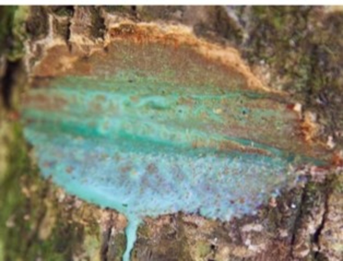 Living Organisms That Use Metals - Owlcation