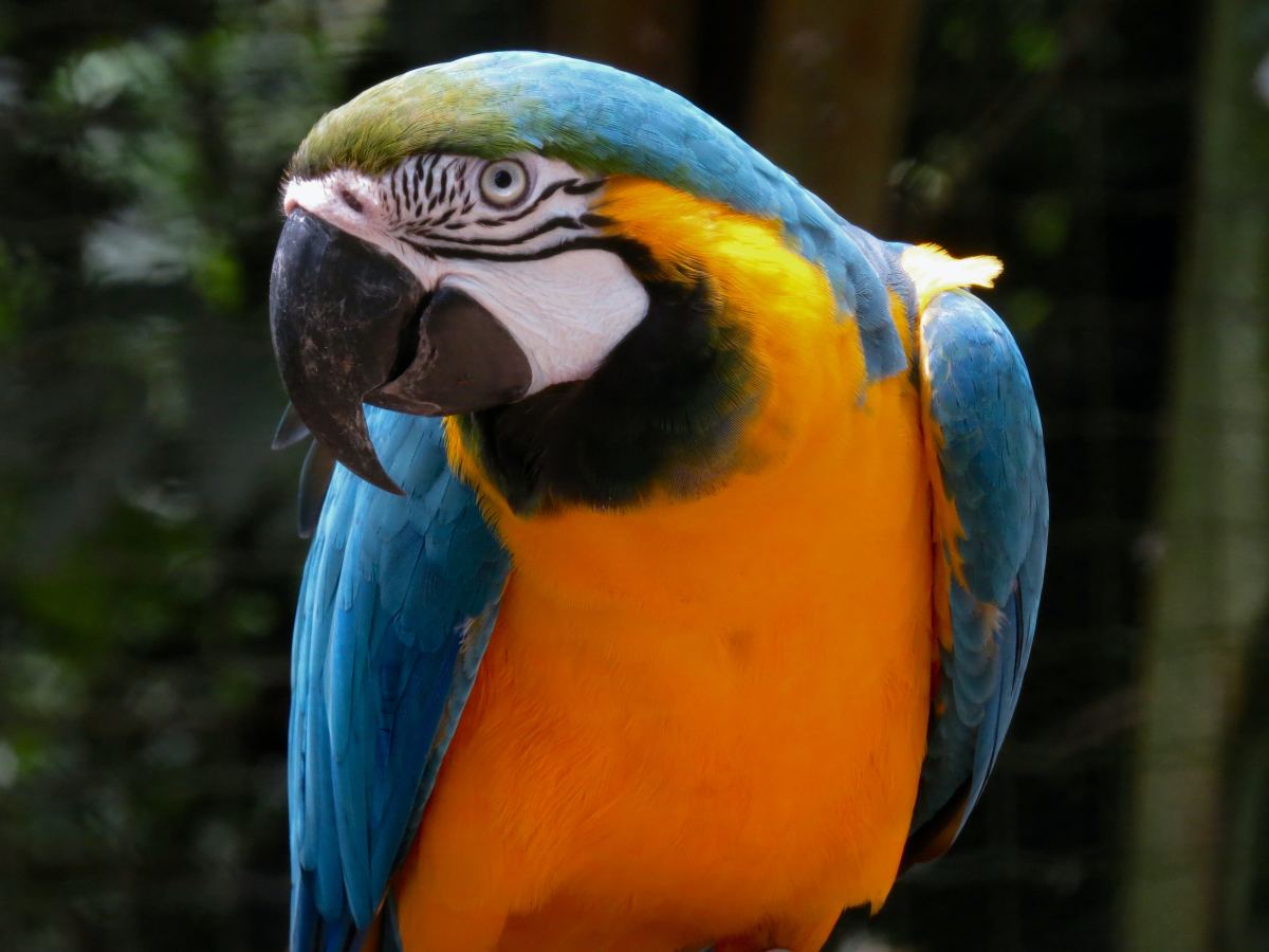 The 5 Groups of Vertebrates and Animal Examples - Owlcation