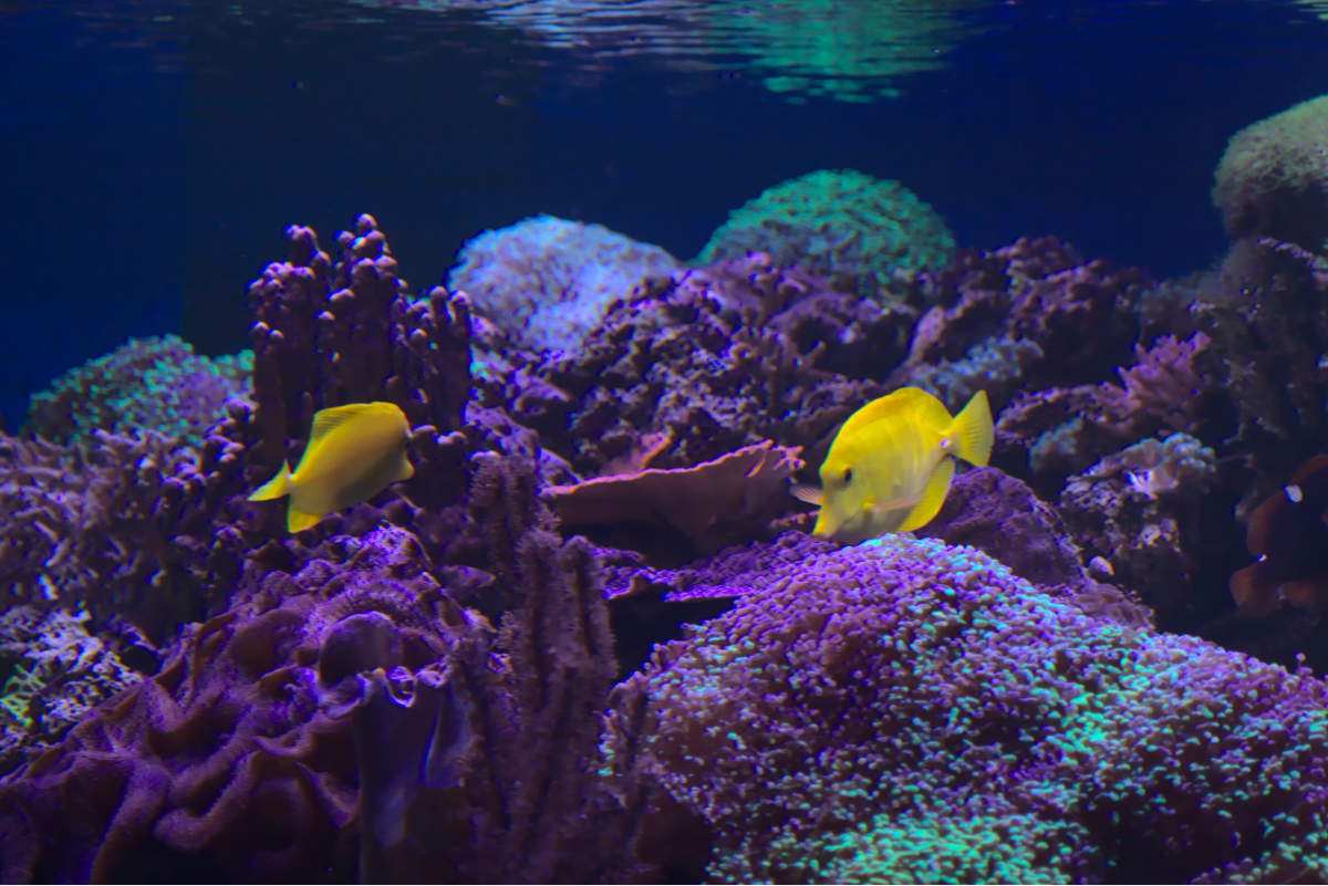 10 Spectacular Yellow Fish - Owlcation