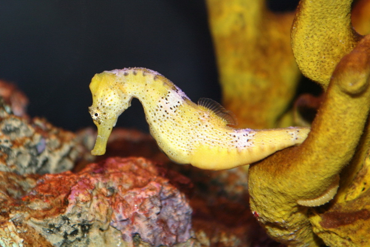 10 Spectacular Yellow Fish - Owlcation