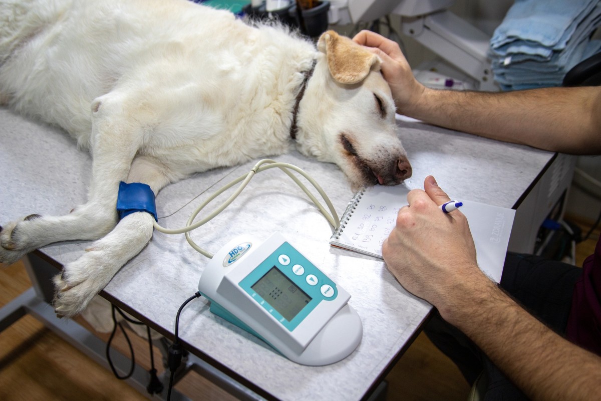 Capnography in Veterinary Anesthesia - Owlcation
