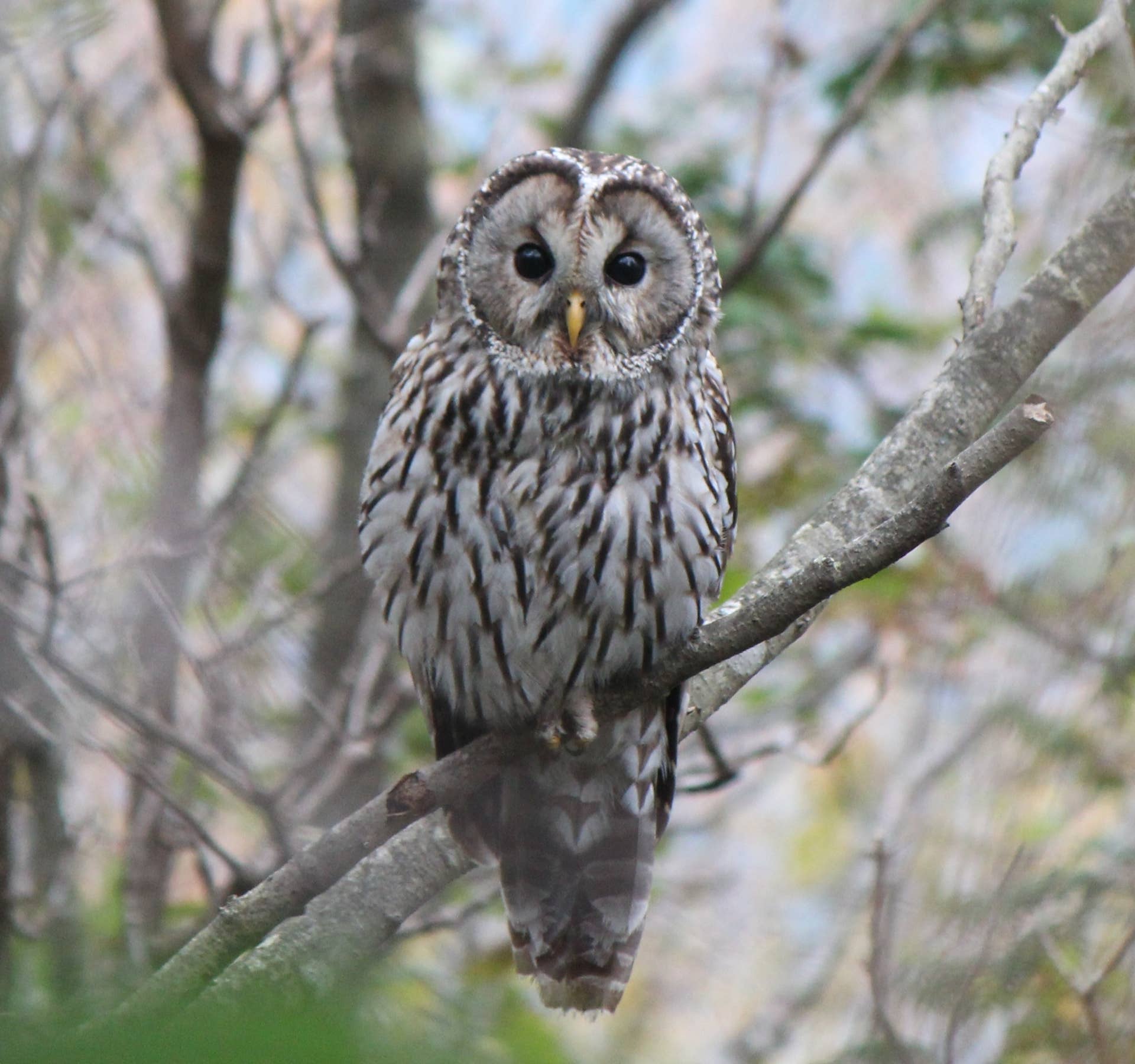 The Significance and Meaning of Owls in Japanese Culture - Owlcation