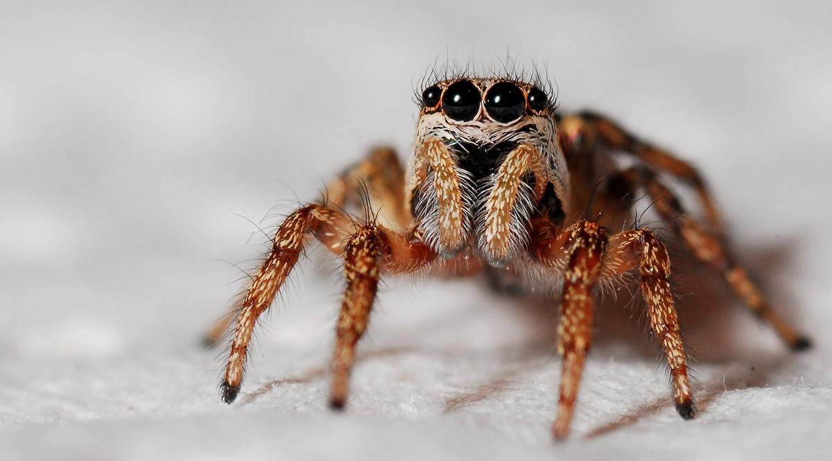 Cultural Interpretations of Spiders: What Spiders Symbolize Around the ...