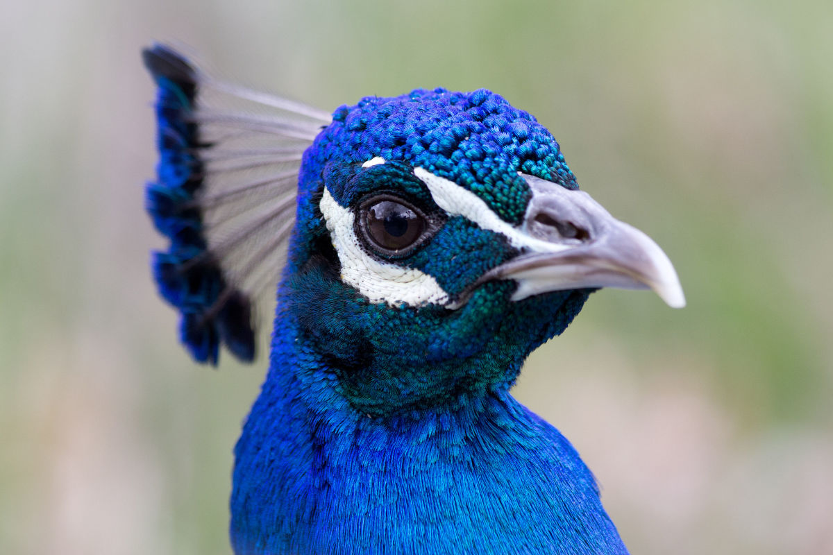 8 Fun Facts About the Indian Peacock - Owlcation